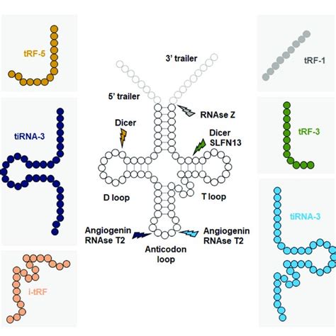 Biogenesis Of Trfs Each Class Of Trfs Are Categorized Based On Where
