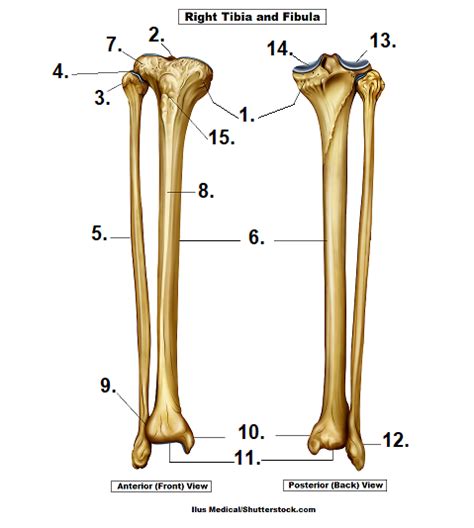 Leg Bone Diagram Unlabeled Human Skeleton Diagram Unlabeled Human