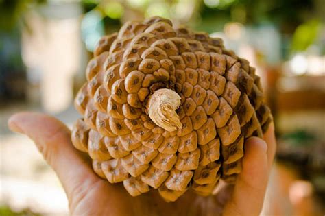 Flexi Answers What Is The Fibonacci Sequence In Nature Ck Foundation