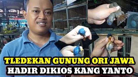 TLEDEKAN GUNUNG ORI UJUNG KULON HARGA BURUNG TERBARU DIKIOS KANG YANTO PASAR BURUNG PRAMUKA