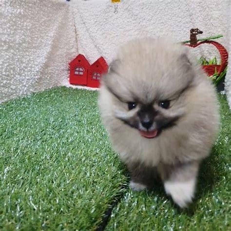 포메포메분양포메라니안포메라니안분양강아지분양 모량 부자 체형 깡패 세이블 포메라니안이예요💓 체고체장 1대1 비율로 포메 체형으로 가장 이상적인 체형을 가지고