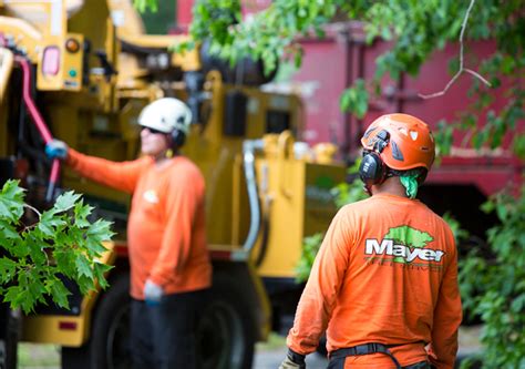 Tree Removal In Essex MA Mayer Tree Service Inc