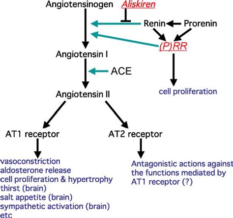 Figure 1 From The Reninangiotensin System Adrenomedullins And