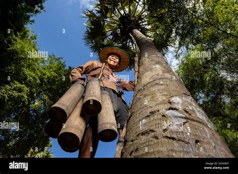 A Farmer Harvesting Sugar Palm Nectar Kampong Chhnang Cambodia Stock