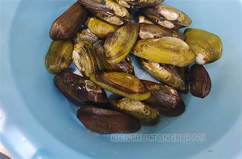Chem Chép Là Gì Cách Mua Và Cách Làm Sạch Chem Chép Hay Nhất
