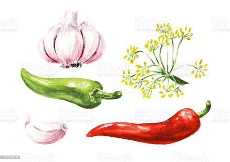 마늘 칠리 고추 가정용 통조림을위한 딜 꽃차례 손으로 그린 수채화 그림 흰색 배경에 고립 건강한 생활방식에 대한 스톡 벡터 아트