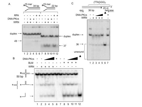 dna pkcs fails download scientific diagram