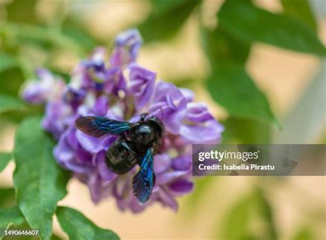 Violet Carpenter Bee Photos And Premium High Res Pictures Getty Images