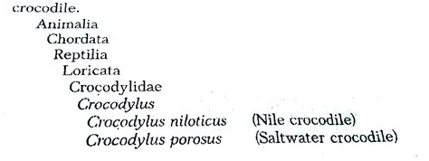The Chart Shows The Classification Of Two Species Of Crocodile To