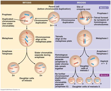 Remix Of The Process Of Mitosis Is Pmat Where Prophase By Joan