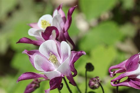 Where To Find Early Summer Wildflowers In Washington State Parks Washington State Parks Foundation
