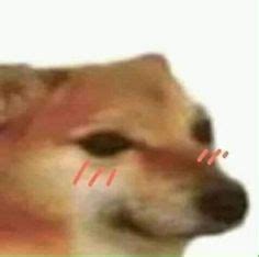 28 ideas de Cheems uwu memes divertidos imágenes divertidas memes