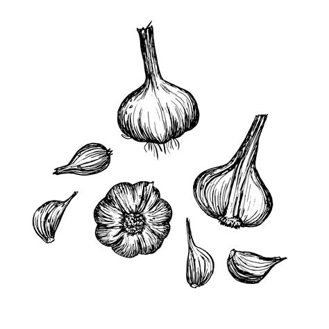 Conjunto De Vectores De Ajo Doodle Dibujo De Ajo Dibujado A Mano