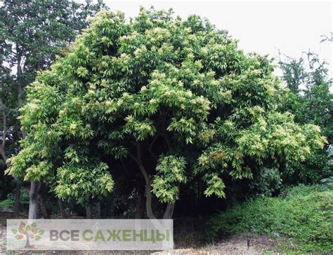 Цена на Мыльное дерево (Сапиндус) - купить саженцы