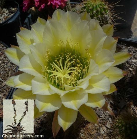 Flowering Torch Cactus Trichocereus Hybrid Civano Nursery