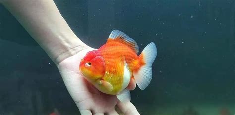 为什么金鱼总是养不好？这5点看看你有没有忽略 胖萌舍宠物网