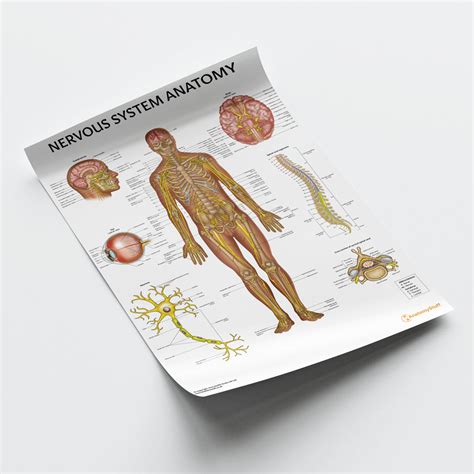 Nervous System Chart Human Body Nerve Anatomy Poster Anatomystuff