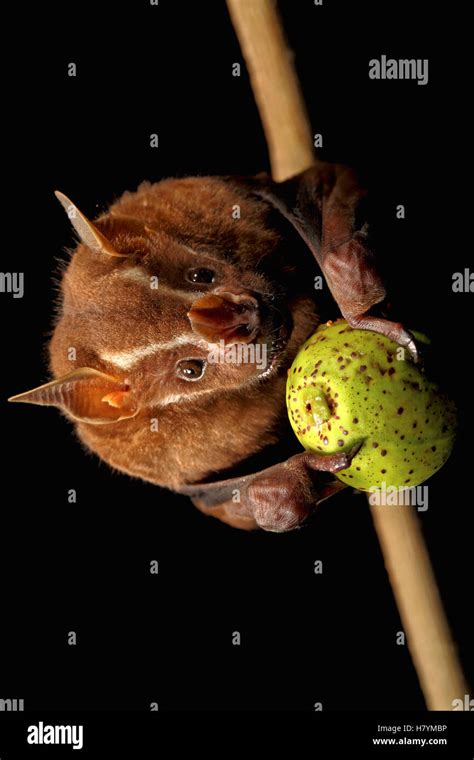 Great Fruit Eating Bat Artibeus Lituratus Feeding On Fig Smithsonian