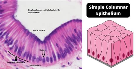 Stratified Cuboidal Epithelium Biology Notes Online