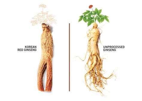 عملية تصنيع الجينسنغ الأحمر الكوري Korea Ginseng Corp