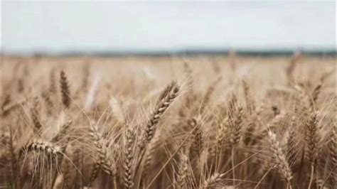 0807 一粒麥子旅行記丨麗薩 Youtube