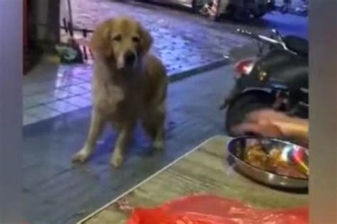 狗子路过大排档馋得走不动路主人拽到拖鞋甩飞 新浪江苏 新浪网