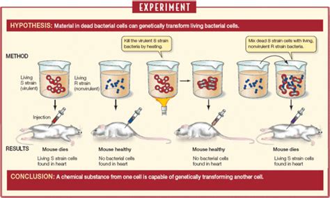 Dna Discoveries Timeline Timetoast Timelines