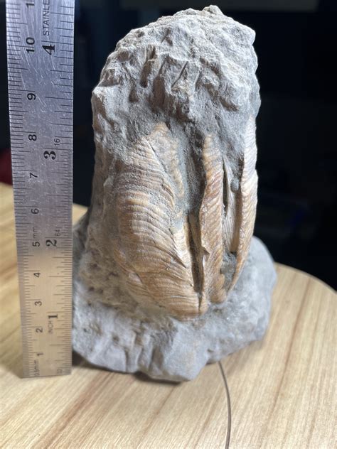 Giant Deep Water Barnacle Fossil Preparation The Fossil Forum