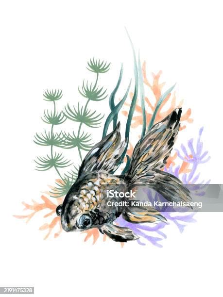 수채화 봄과 여름 금붕어와 수생 식물 아시아 요소 배열 포스터 여행 벽지 Invtation 카드 흰색 절연 귀여운에 대한 스톡 벡터 아트 및 기타 이미지 Istock