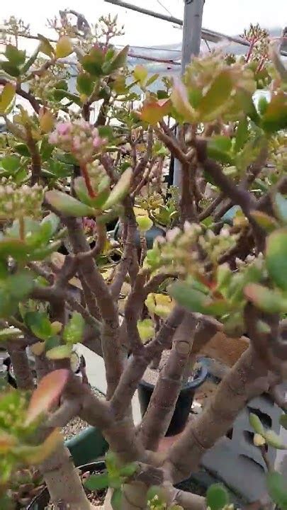 인천 남동구 조아다육농장 대품다육이 구경하기 꽃피는염자 다육이키우기 Youtube