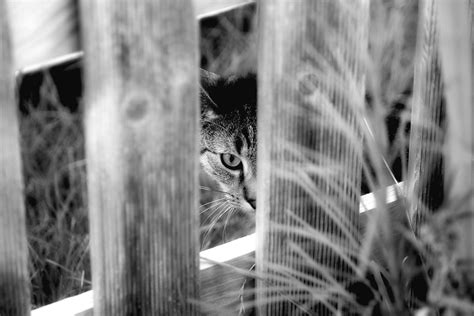猫 小猫 动物 Pixabay上的免费照片