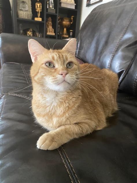 Hes Rossini And Everybody Love Him He Sleeps In The Stores Of The City Where I Live Rovigo