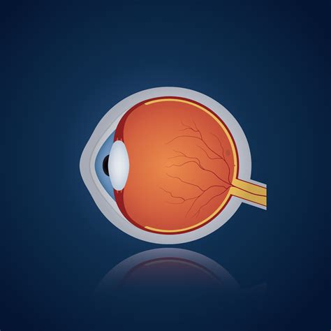 Structure Of Anatomy Human Eye Realistic Eyeball On Blue Background