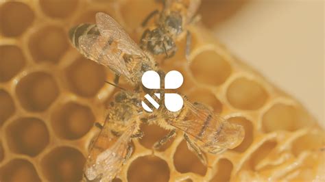 BeeLab Visual Identity (Branding DNA) on Behance