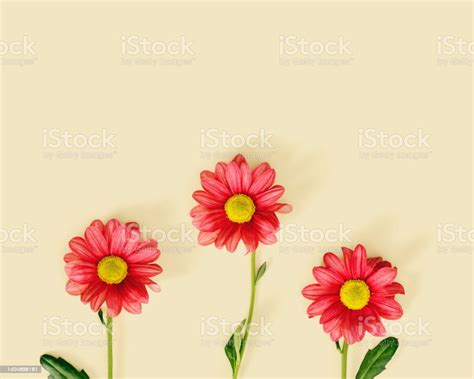 복사 공간이있는 중립 베이지 색 배경에 녹색 잎이있는 간단한 붉은 꽃 자연 디자인 최소한의 배경 여름 또는 봄 창조적 인 플랫 레이 국화 데이지 피는 꽃 상보기 개념에 대한