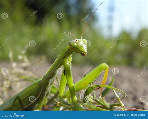 An Insect Is A Mantes Stock Image Image Of Predatory 3327839