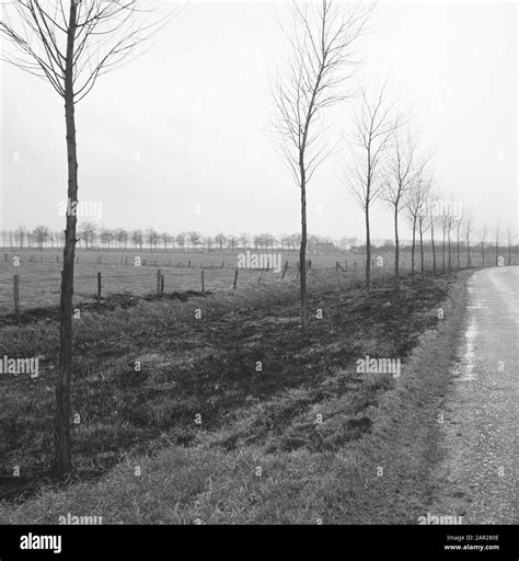 Road Planting Grass Berms Burnt Down Willows Date Undated Location