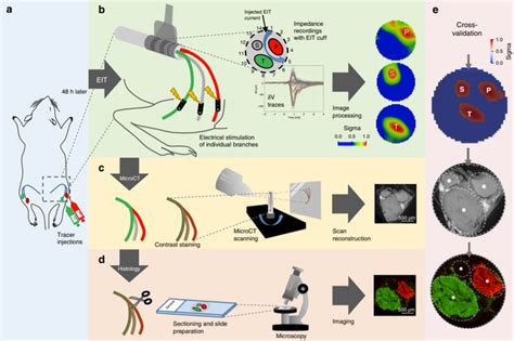 Imaging Fascicular Organization Of Rat Sciatic Nerves With Fast Neural