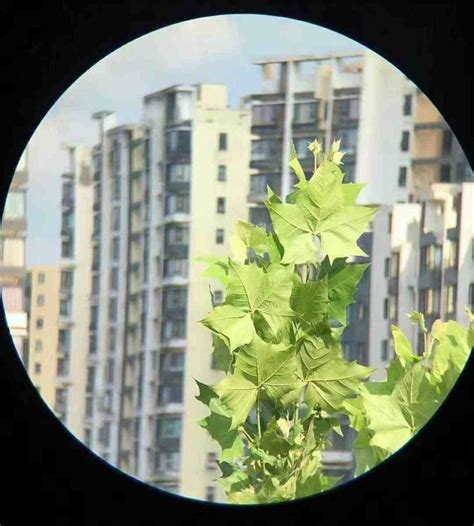 Binoculars Vs Monoculars A Comprehensive Guide To Choosing The Right Optical Device Foreseen