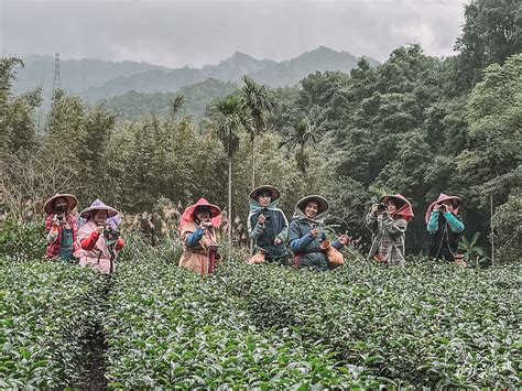 新北｜坪林一日遊：老街巡禮、採茶體驗、茶羊羹diy、特色茶空間探店，一次玩好玩滿～ 輕旅行