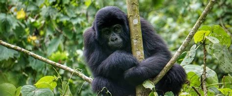 4 Days Rwanda Gorilla Golden Monkey Trekking Safari Rwanda Safaris