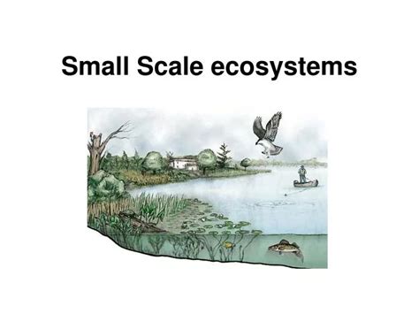 Ppt Small Scale Ecosystems Powerpoint Presentation Free Download
