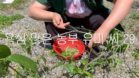인간극장 욕심 많은 텃밭 농부 유미 씨 29화 개복숭아 따기 Youtube