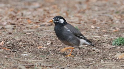 くちばしが黄色で白黒の鳥ムクドリってどんな鳥身近な自然の楽しみ方