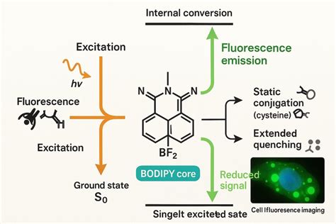 Understanding Bodipy Dye Excitation And Emission Properties Probes Boc Sciences