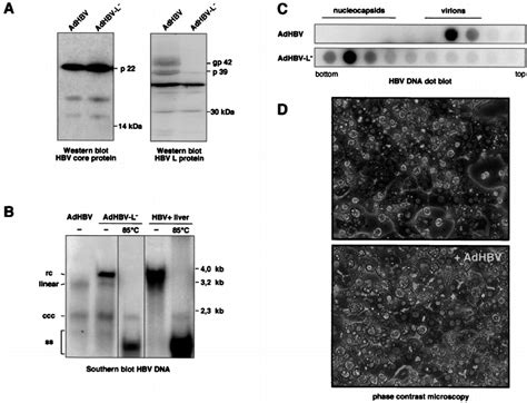 Hbv Replication In Primary Human Hepatocytes Following Adhbv Genome Download Scientific Diagram