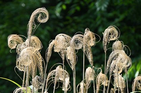 시든 일본 팜파스 잔디 계절 배경 자료입니다 Poaceae 다년생 식물 꽃 스파이크는 여름부터 가을까지 줄기 끝에 붙어 있습니다