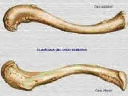 Clavícula Ecured