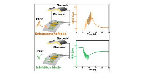 Ferroelectricelectric Double Layer Modulated Synaptic Thin Film