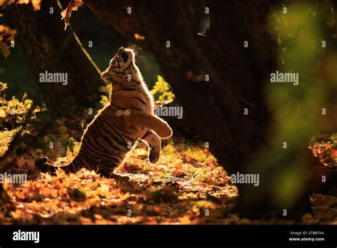 Tiger Cub Reaching For The Sky Uk Adorable Images Show A Tiger Mum